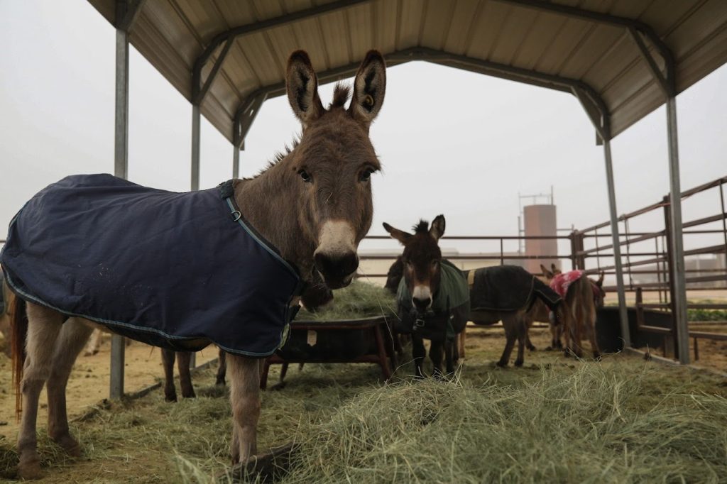 Everything Hay Guide for Donkeys – Peaceful Valley Donkey Rescue