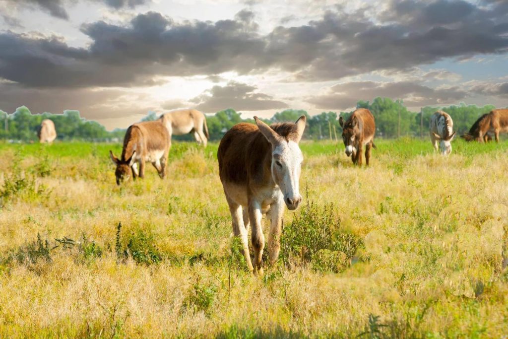 Managing a Fat Donkey: A Guide to Safe Weight Loss and Healthy Living ...